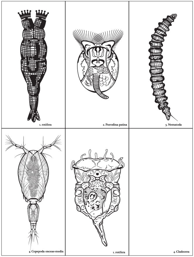 animalcules – RENATURED