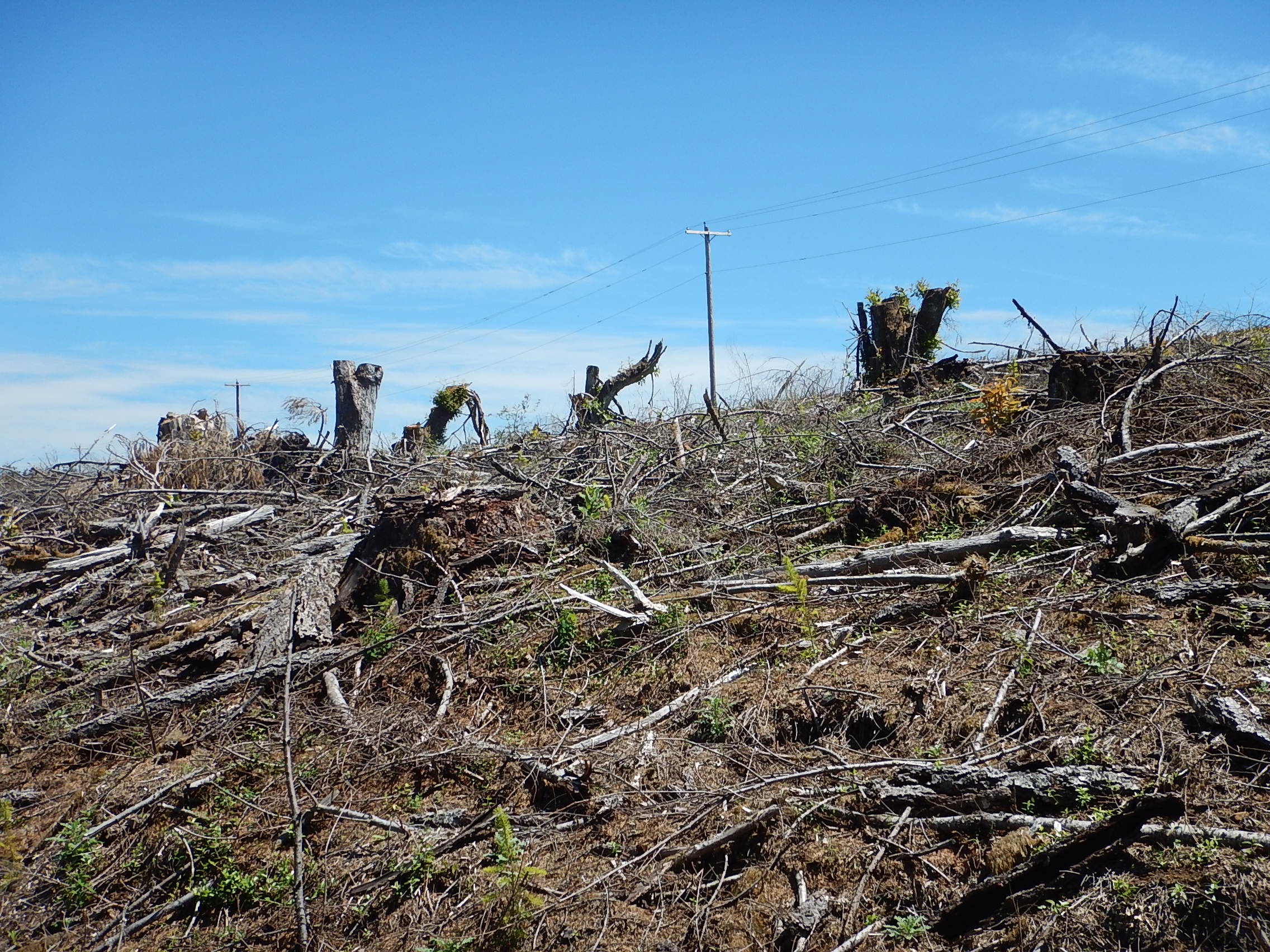 DSCN0451 – RENATURED